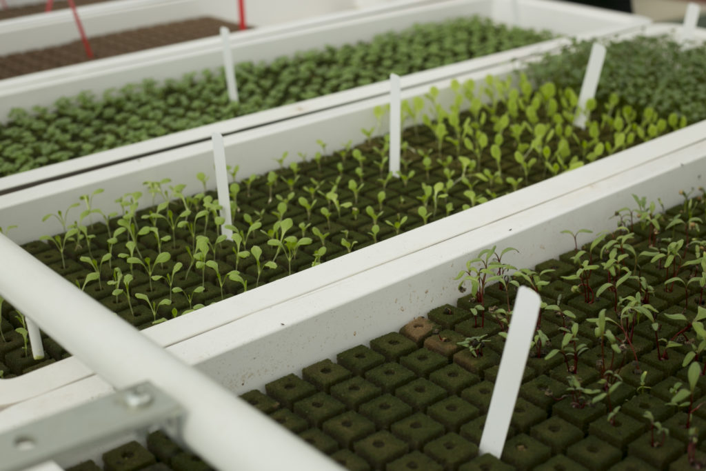 Hydroponic Seeding Techniques - AmHydro