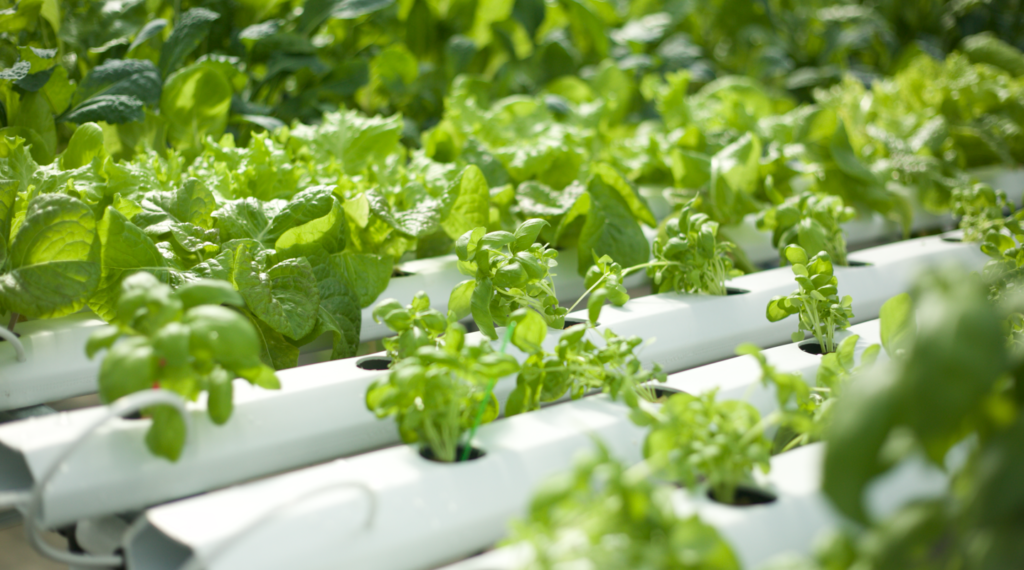 Hydroponic Resources guide - AmHydro
