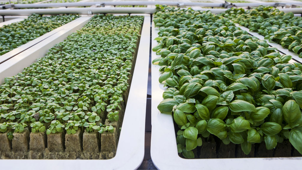 Hydroponic Seeding Techniques - AmHydro